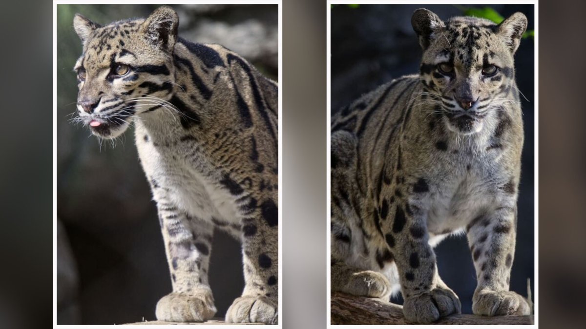 Zoológico de Sacramento anuncia la muerte de leoparda nublada ...